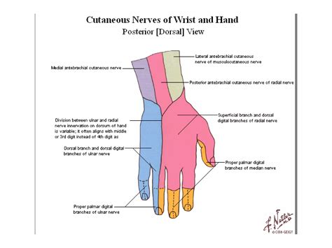 Forearm Extensor Compartment Ppt