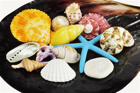 Shop Shells By Colur Simply Shells