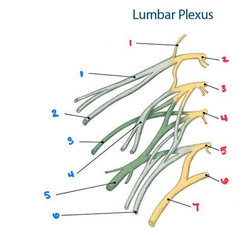 Lumbosacral Plexus Identification Diagram Quizlet