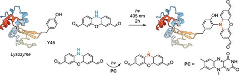 Light Induced Chemistry For Protein Functionalisation Chemical