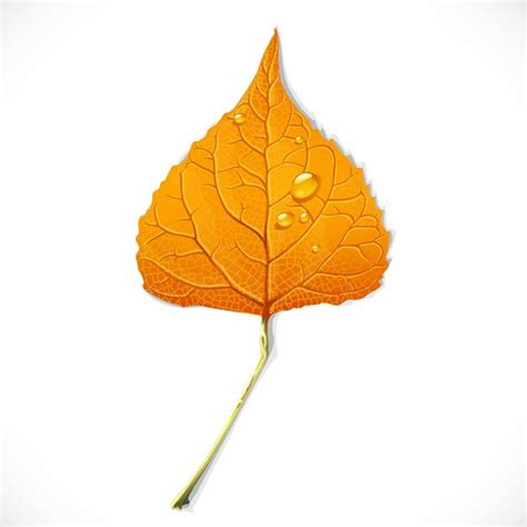 흰색 배경에 격리된 자작나무의 노란색 가을 잎 프리미엄 벡터