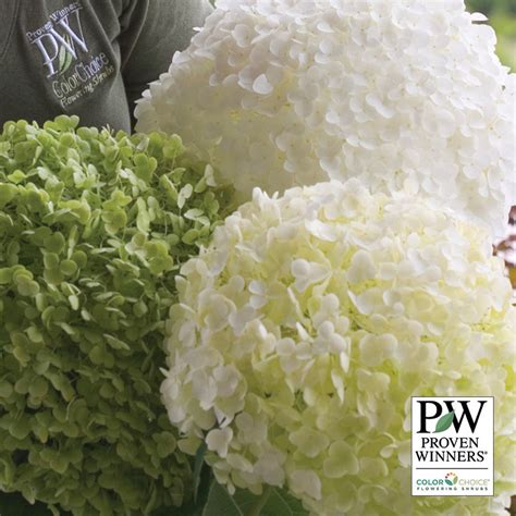 Hydrangea Incrediball® Hydrangea Jw Jung Seed Company