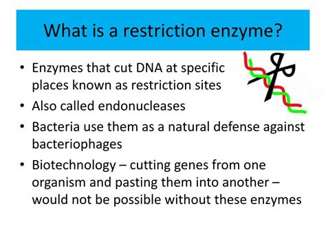 Ppt Restriction Digestion And Analysis Of Lambda Dna Powerpoint