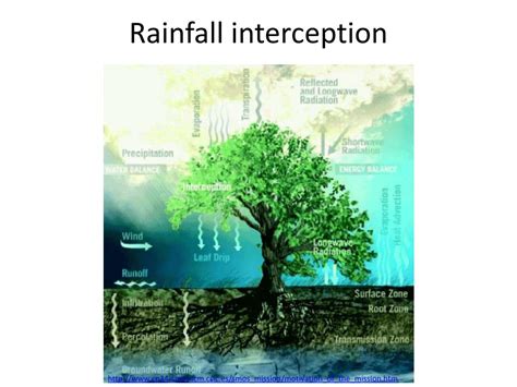 Ppt Rainfall Interception Powerpoint Presentation Free Download Id 1570833
