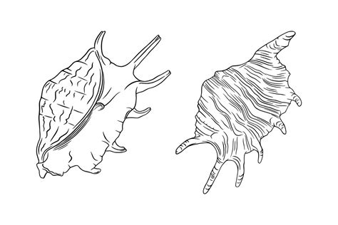 Conch Seashell Sketches Tropical Reef Shell Isolated In White Background Vector Illustration