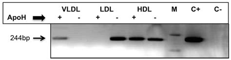 Apoh Captures Hcvrna Containing Particles From Low Density And Download Scientific Diagram