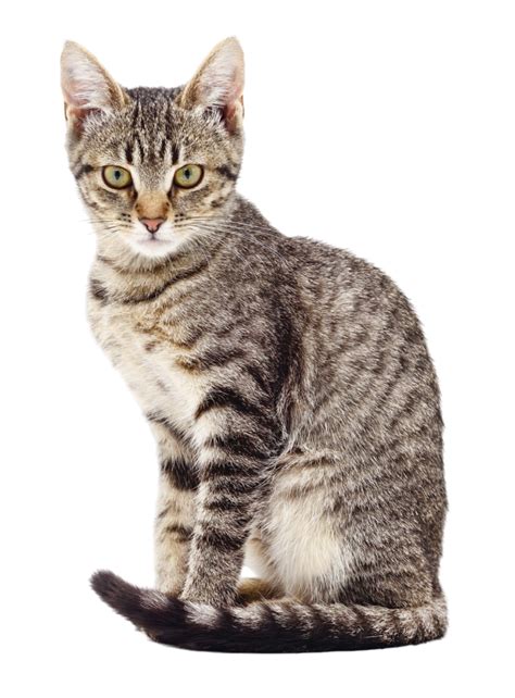 Top 10 Cat Breeds In Australia 2024 And Their Health Risks