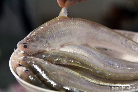 安徽蕪湖 這好吃的長江刀魚上市了 現在三兩重一條賣300元 每日頭條