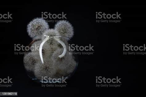 검은 색 배경에 투명 둥근 꽃병에 민들레의 많은 상단 빛의 트랙낮은 키 공간을 복사합니다 가벼운에 대한 스톡 사진 및 기타 이미지 Istock