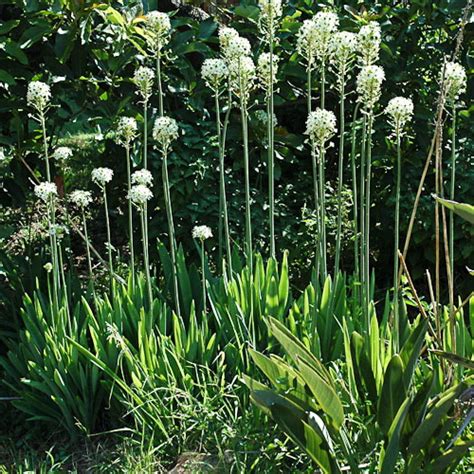 Ornithogalum saundersiae - Wildflower Indigenous Plant Database