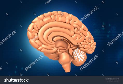 Cross Section Brain On Science Background Stock Illustration 1505415644