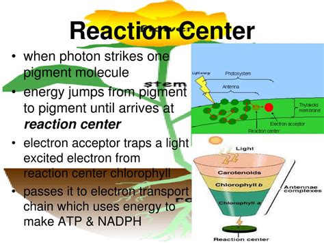 Ppt Photosynthesis Powerpoint Presentation Free Download Id1710862