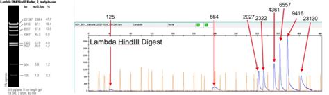 Capillary Electrophoresis For Double Stranded Dna Quality Control