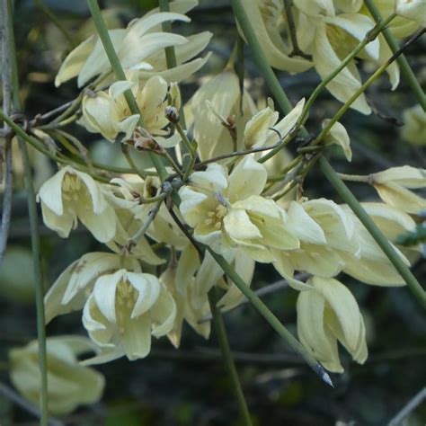 Clematis Paniculata