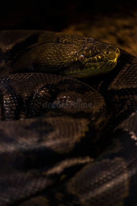 Lattice Python Portrait Snake In Nature Stock Image Image Of Royal Lattice Python Portrait Snake In Nature Stock Image Image Of Royal