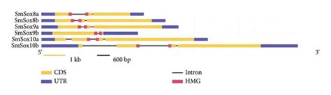 Exon Intron Structures In Sox Together With Motif Analysis In Download Scientific Diagram