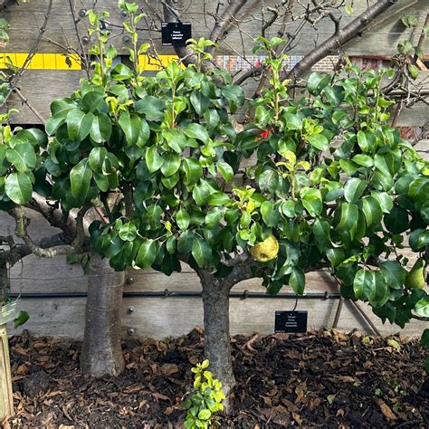 Pear Tree Diseases Identification And Treatments Roots Plants