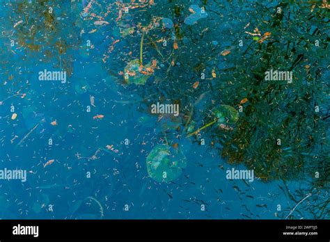 Clear Water Revealing Submerged Plants And Floating Debris With Surface