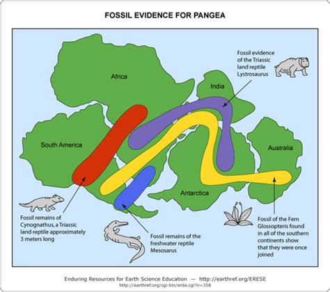 Pangea Puzzle With Fossils