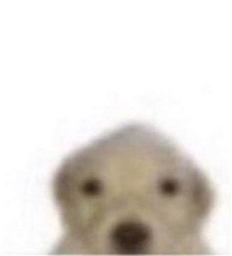 퉁퉁퉁퉁퉁퉁퉁 사후르 네이버 블로그