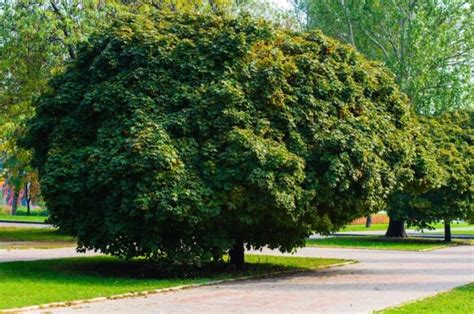 Common Types Of Maple Trees In Australia ProGardenTips
