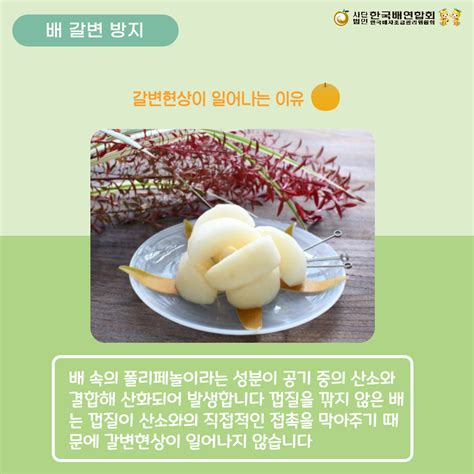 배 갈변 방지 과일을 칼로 깎았을 때 그 부분이 갈색으로 변하는 한국배연합회배자조금관리위원회 Facebook