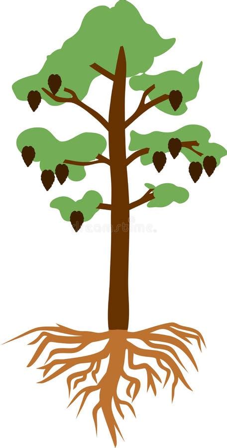 Tree Roots Pine Stock Illustrations 488 Tree Roots Pine Stock Illustrations Vectors Clipart