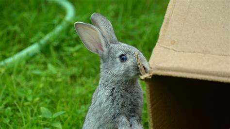 How To Treat Ringworm In Rabbits And Prevent It Everbreed