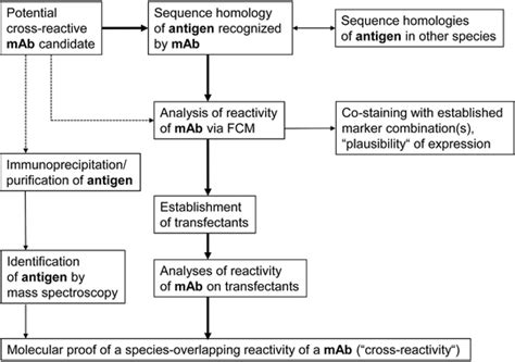 Strategies On Cross‐reactivity Testing For Mabs For Fcm After Download Scientific Diagram