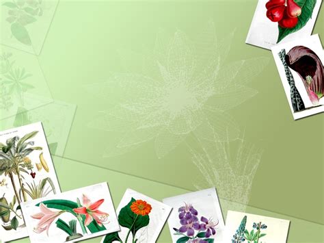 Background Ppt Pohon 56 Koleksi Gambar