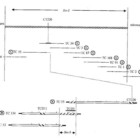 Positional Cloning Of The Sw 5 Tospovirus Resistance Locus A Diagram Download Scientific