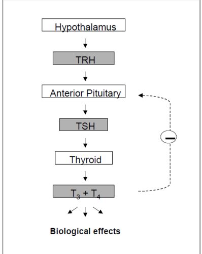 824 Exam 4 Thyroid And Anti Thyroid Drugs Lecture 18 Flashcards
