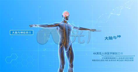 4k人体医学解剖三维器官展示ae模板下载编号6611275ae模板光厂vj师网