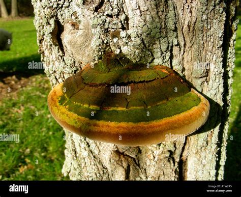 Tree Trunk With Fungus Stock Photo Alamy