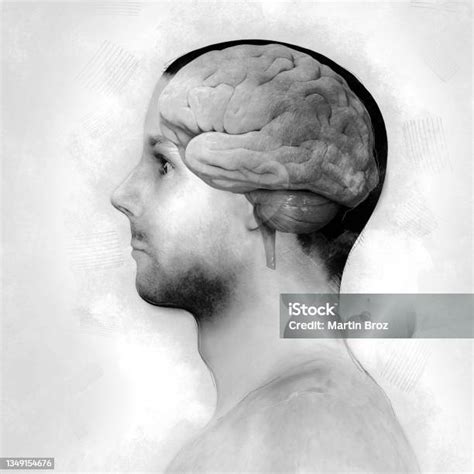 인간의 뇌의 남성 해부학 흰색 배경에 인간의 두뇌와 인간의 지능의 개념 3d 렌더링 2d 건강관리와 의술에 대한 스톡 사진 및 기타 이미지 Istock