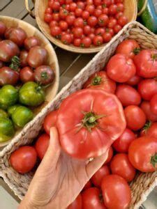How To Make The Best DIY Tomato Trellis Stake Weave Hybrid Homestead And Chill