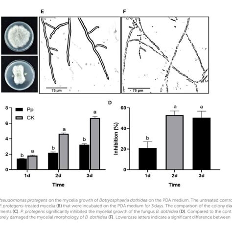 The Mycelial Morphology Of Botryosphaeria Dothidea A The Mycelia Download Scientific