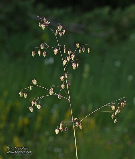 Briza media - picture 1 - The Bulgarian flora online