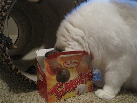 Hey Tim Hortons Bring Back The Cherry Timbits A Supervillains