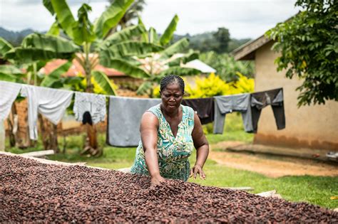 Is Cocoa Bad For The Environment At Richard Sayles Blog