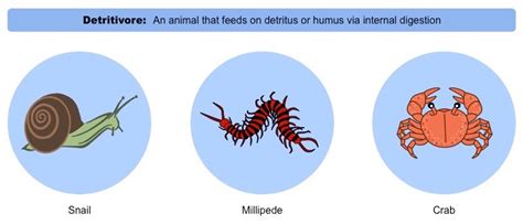 Examples Of Detritivores Food Chain Grazing And Detritus Upsc