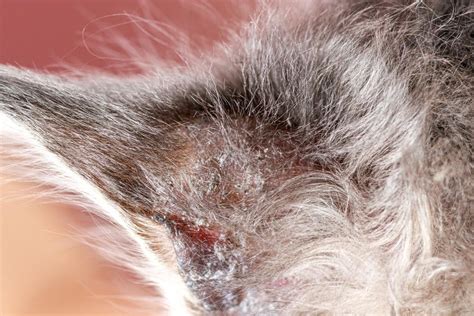 Dermatitis Atópica En Gatos Síntomas Y Tratamiento