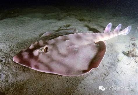 【rlyl物种说】今日 洁背强鳍鳐（striped Guitarfish）
