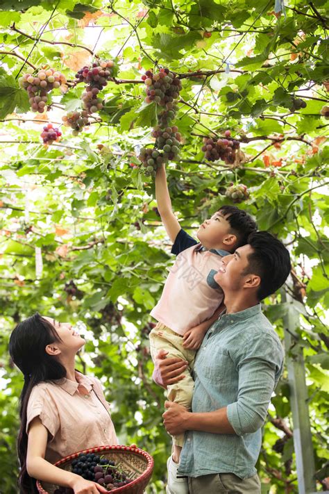 幸福家庭在采摘葡萄 包图企业站