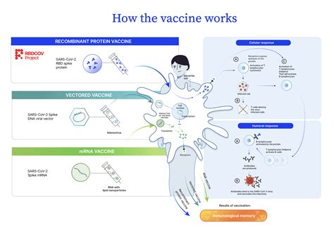How Does The Recombinant Protein Vaccine Work Rbdcov