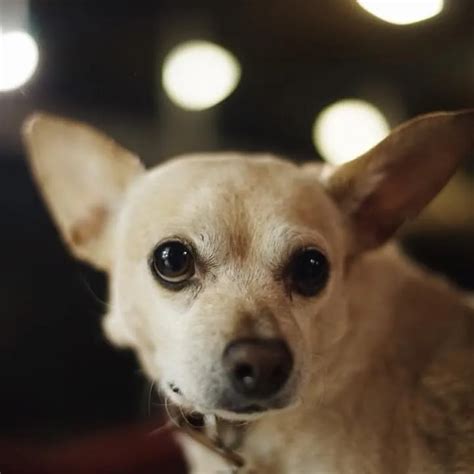 Robin Tunney Pets Celebrity Pets