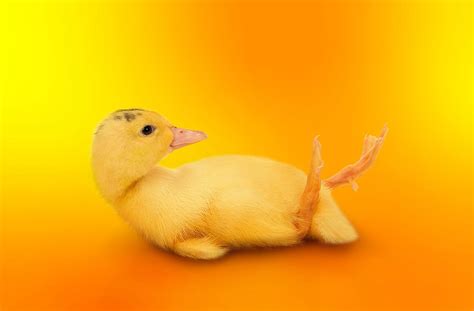 React Native Aria Packages Backdoored In Supply Chain Attack News