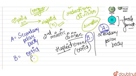 After Completion Of Second Meiotic Division Of Te Secondary Oocyte And