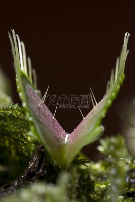 Dionaea Muscipula