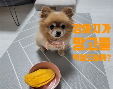 강아지망고 먹어도 될까 주의사항 급여량 네이버 블로그